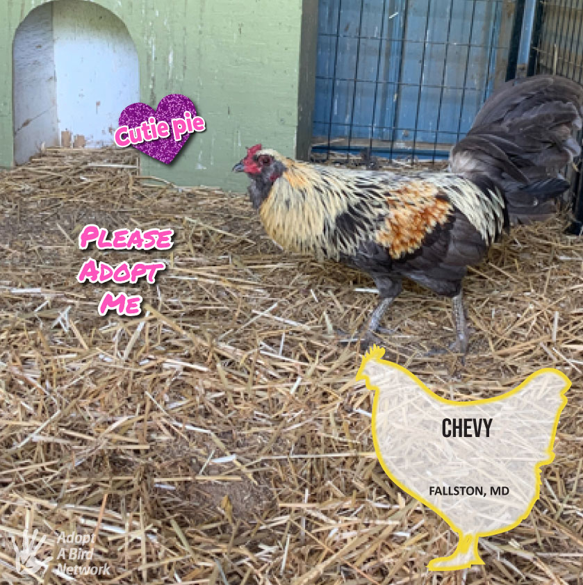Chickens for Adoption